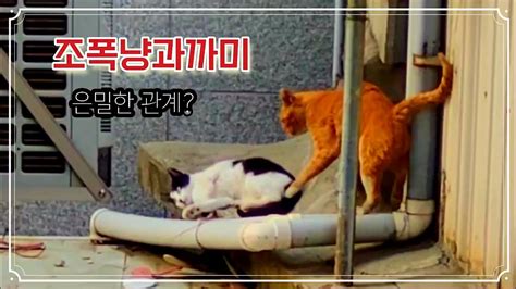 조폭냥과까미의 은밀한 관계 길냥이들 행동 엿보기 길냥이 길냥이중성화수술 길냥이임신 길고양이 YouTube