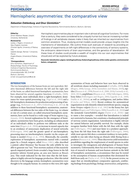 Pdf Hemispheric Asymmetries The Comparative View