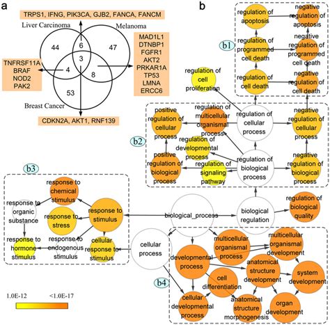 Common Driver Genes And Functional Enrichment Analysis Of Predicted