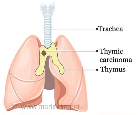 Thymus Gland