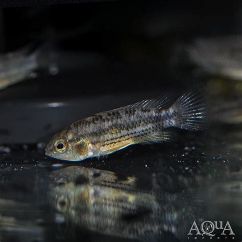 Wild Apistogramma Cacatuoides Apistogramma Cacatuiodes Aqua Imports