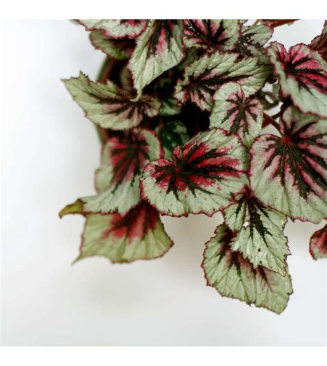 Home And Living Painted Leaf Begonia Stunning Foliage Begonia Rex Fancy
