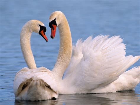 Birds Swans Lakes Wallpapers HD Desktop And Mobile Backgrounds
