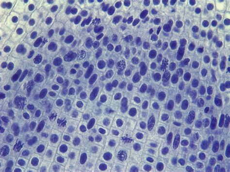 Meiosis Phases Microscope