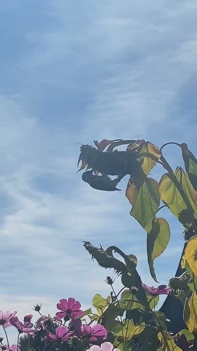 Beautiful Day Nature Flowers Garden Flowervarieties Youtube