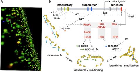 Signaling Events Responsible For Reorganizing The Synaptic Cytoskeleton