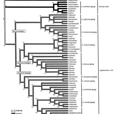 Strict Consensus Of Seventy Two Equally Parsimonious Trees For