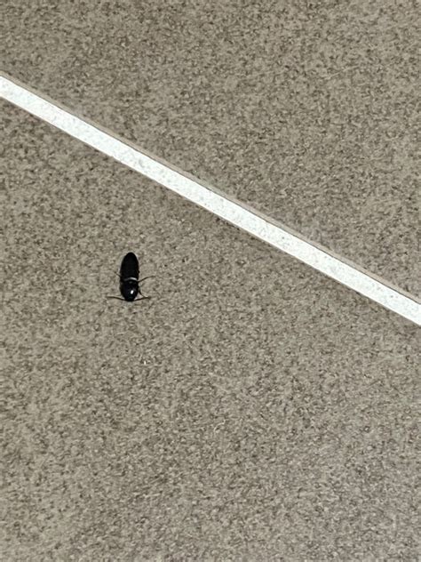 바퀴 유충새끼 지식in