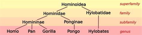Filehominoid Taxonomy 4svg Wikimedia Commons