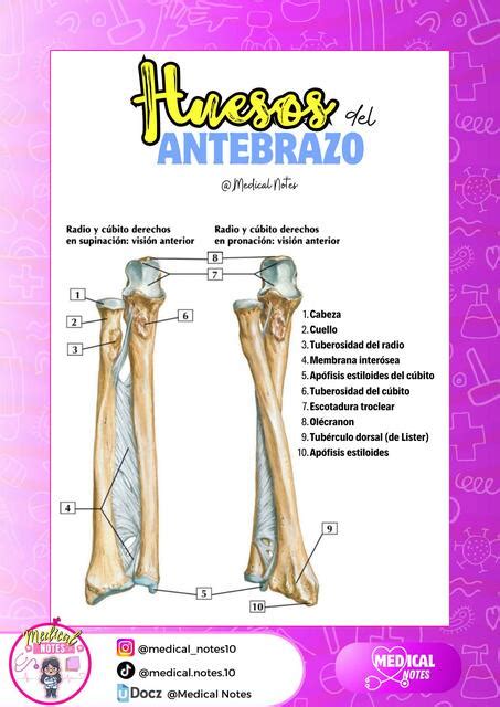 Huesos Del Antebrazo Medical Notes Udocz