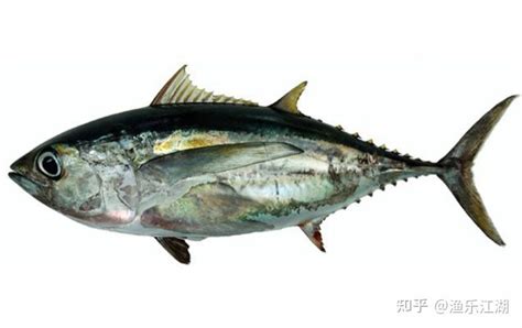 黄鳍金枪鱼和蓝鳍金枪鱼的区别 知乎