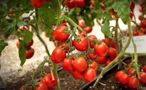 Томат Аделина: описание сорта, ОТЗЫВЫ (15), фото | tomatland.ru