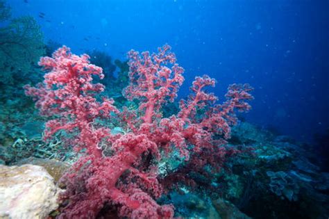 The Great Barrier Reef The Beauty Seen From Space Tipntrips