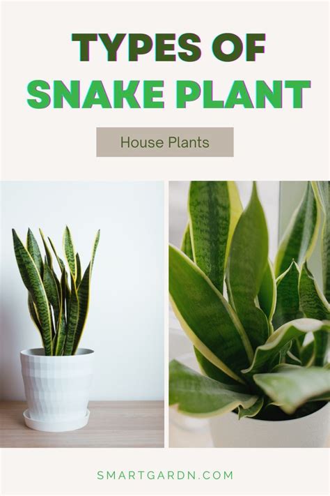 Types Of Snake Plant Kinds Of Snakes Types Of Snake Plant Growth Plant Care Snake Plant