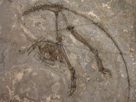 Oldest Primate Fossil Skeleton Found Archicebus Achilles Could Shine