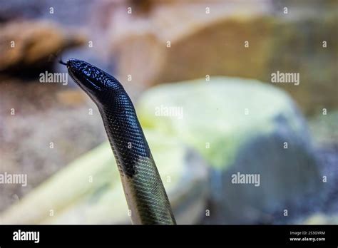 The Black Headed Python Aspidites Melanocephalus Is A Species Of