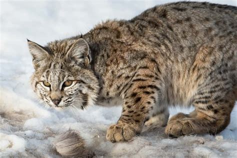 Bobcat Dens What Does A Bobcat Den Look Like
