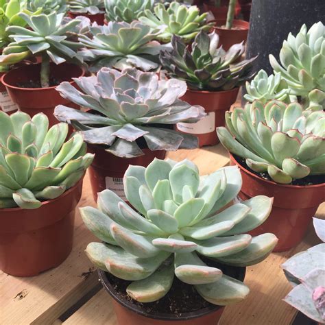 Chart Identify Succulent Plants Intranet Lmc Edu Pe