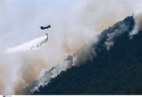 Σφοδρό το «χτύπημα της κλιματικής αλλαγής στα δάση Έκθεση σοκ