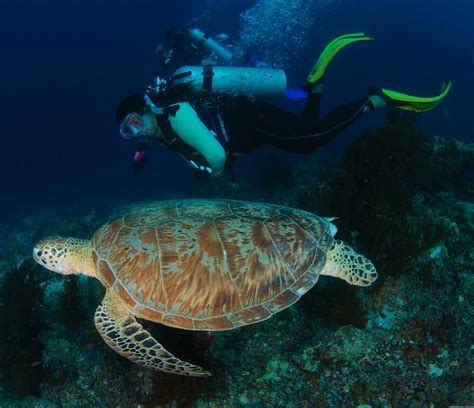 5 Days 4 Nights Sipadan Package Borneo Divers Diving In Borneo