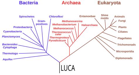 Filephylogenetic Tree Of Life Lucasvg Wikimedia Commons