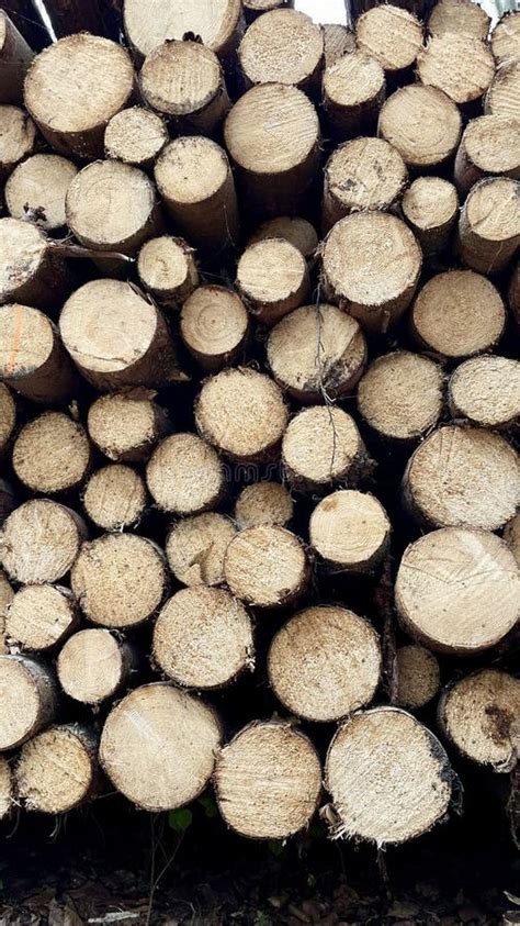 Stacked Felled Trees At A Forest Logging Site Stock Image Image Of