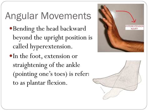 Ppt Anatomical Directions And Movements Powerpoint Presentation Id