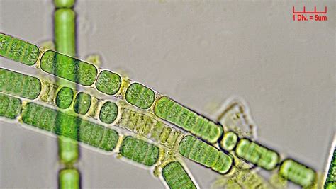 Cyanobacteria Oscillatoriales Oscillatoriaceae Oscillatoria Tenuis Cf