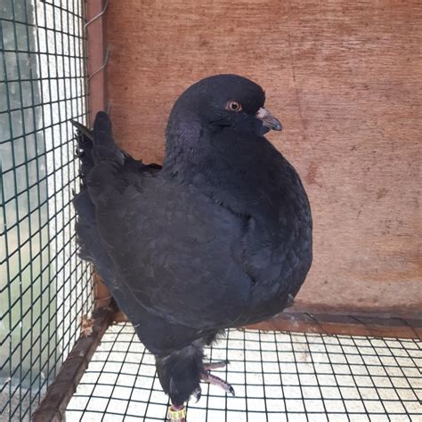 Kingi Mšené Lázně Litoměřice Prodám Chovzvířat Cz