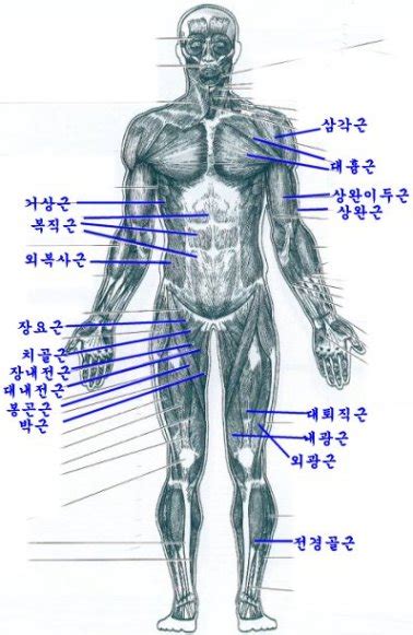 각 부위별 근육명칭 네이버 블로그