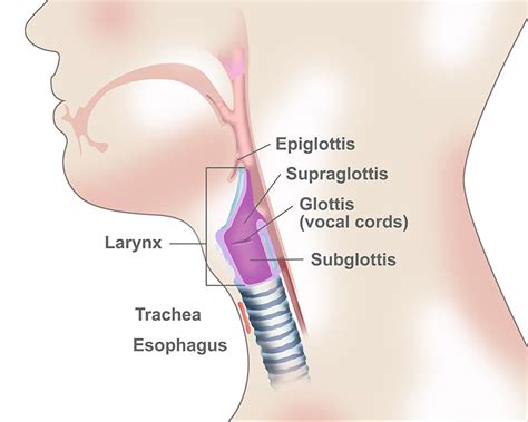 Subglottic Area Anatomy Idiopathic Subglottic Stenosis Iss