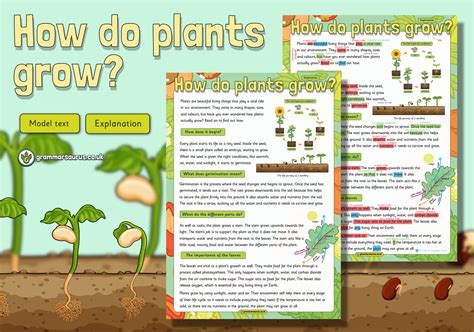 Year 2 Model Text Explanation How Do Plants Grow Grammarsaurus