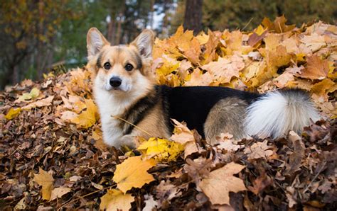 아름 다운가 숲에서 산책에 웨일즈 어 Corgi Pembroke에 번 식 개 가을에 대한 스톡 사진 및 기타 이미지 가을