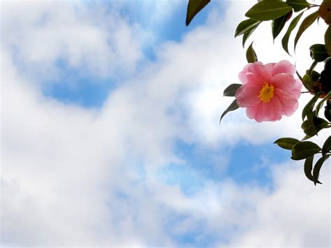 夏の青空と雲フリー写真素材無料ダウンロード ぱくたそ