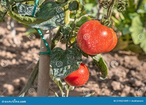 Sprayed Tomatoes With Pesticides Herbicides And Insecticides Royalty Free Stock Image