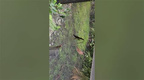 Lizard Mating Call 15 Minutes Or Less Youtube