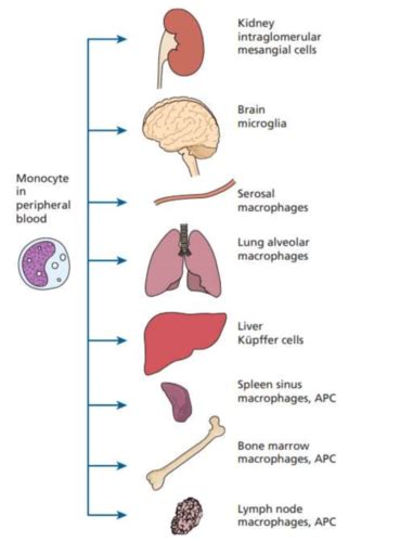 Sba Describe The Role Of The Mononuclear Phagocyte System In Health And Disease Flashcards