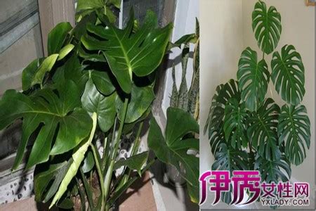 龟背竹叶子不开裂图龟背竹叶子不开裂 耐心等待会有惊喜 伊秀花草 yxlady