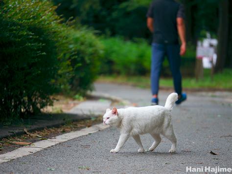 毎日が猫曜日 しっぽを立てて