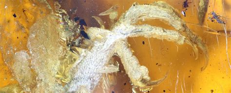 This 100 Million Year Old Bird Trapped In Amber Is The Best Weve Ever Seen