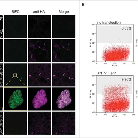 The Bifc Approach Reports On Physiologically Relevant Protein Download Scientific Diagram