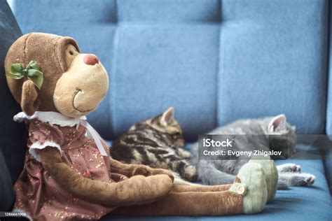 귀여운 순종 태비 새끼 고양이는 흐린 배경에 파란색 소파에 행에서 자고있다 푹신한 웃는 장난감 원숭이가 전경에 새끼 고양이와 나란히 앉아 있습니다 객실내 내자연채광 0명에