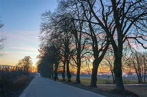 Алея вікових лип Жидачівський район — Вікіпедія