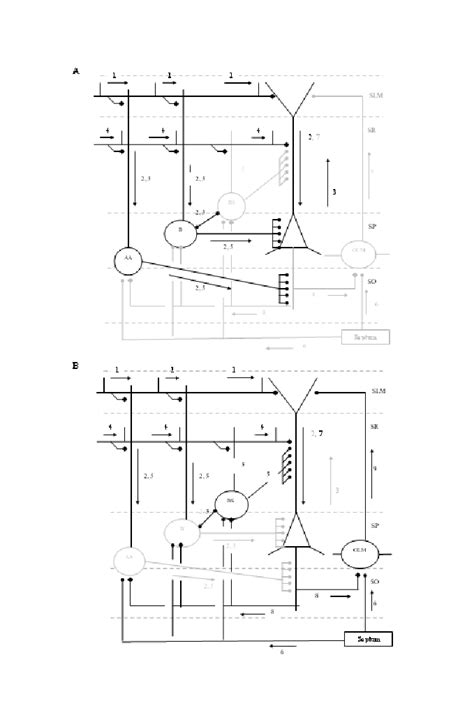 Active Network Pathways During A Encoding Cycle And B Retrieval