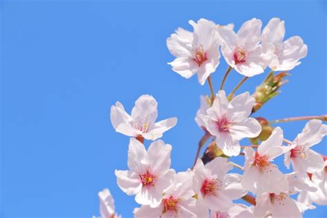 機嫌の良し悪しこそが「運命の分かれ道」になっている【斎藤一人】 斎藤一人さんの最新情報まとめ