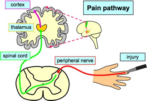 Mind Brain Body PAIN AND DISTRESS Flashcards Quizlet