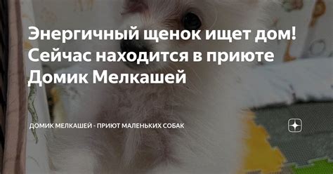 Энергичный щенок ищет дом Сейчас находится в приюте Домик Мелкашей Домик Мелкашей приют