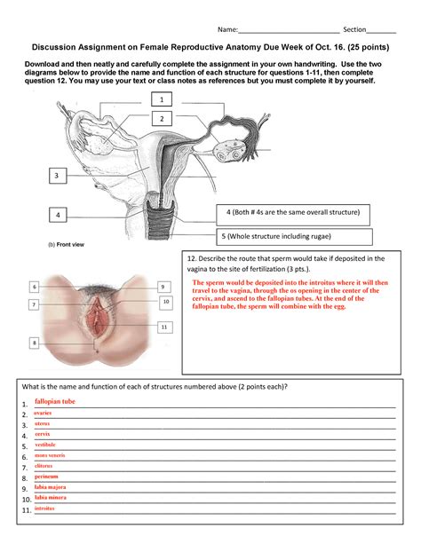 Discussion Assignment Female Reproductive Anatomy Warning Unimplemented Annotation Type Studocu