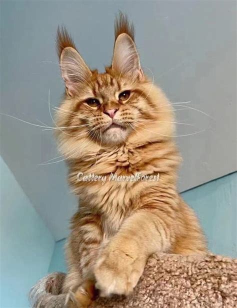 纯种缅因猫图片小缅因猫大山谷图库