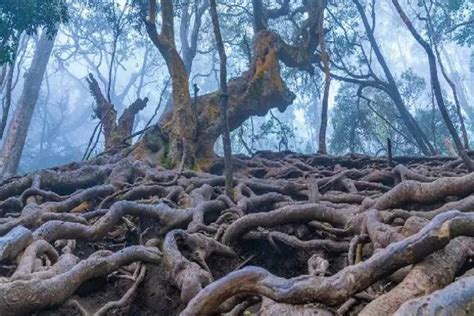 கொடைக்கானலில் குணா குகையை விட ஆபத்தான பகுதி எது தெரியுமா ஜே வி பி
